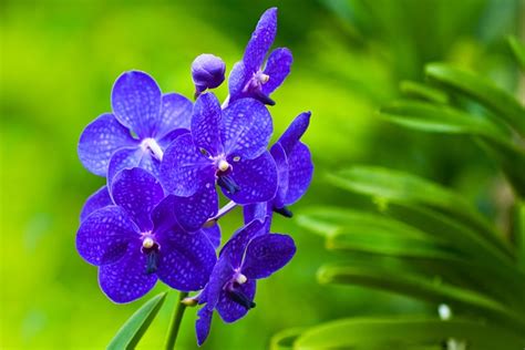 10 Gambar Bunga Warna Purple Ungu Violet Gambar Top 10