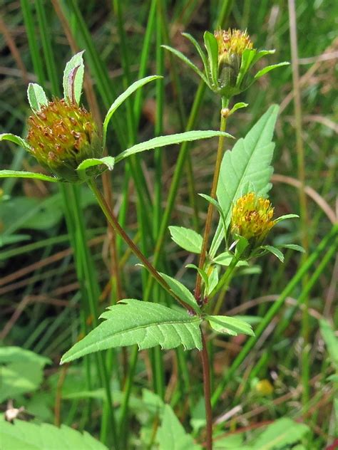 Череда трехраздельная (Bidens tripartita L.)