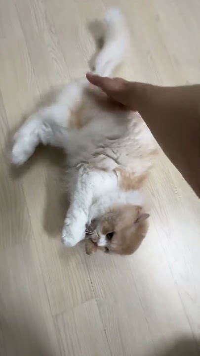 궁디팡팡으로 고양이 돌아버리게 만드는 법 고양이 궁디팡팡 귀여운고양이 힐링영상 Youtube