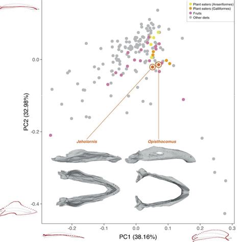 Pca Plot Of 3d Lower Jaw Shape Including Jeholornis And Extant Birds Download Scientific