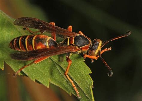 Wasps Able To Tell The Difference Between Same And Different TrueViralNews