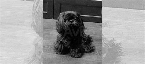 Ши тцу девочка 5 месяцев вес 4 кг купить в Москве Животные и зоотовары Авито