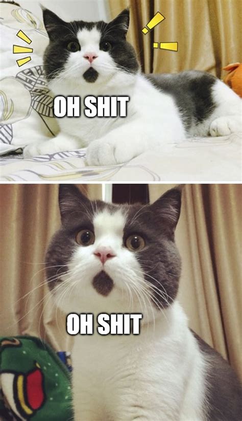Oh Shit Funny