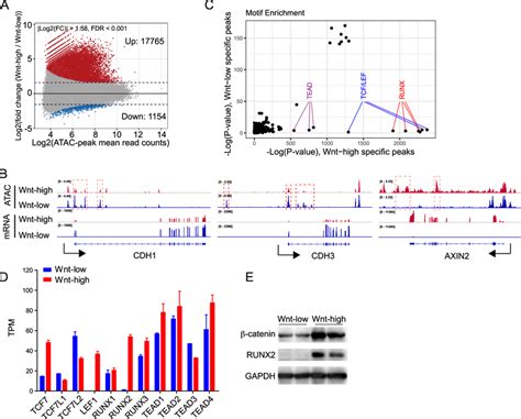 Analysis Of Chromatin Accessibility Revealed RUNX As A Master TF In Download Scientific