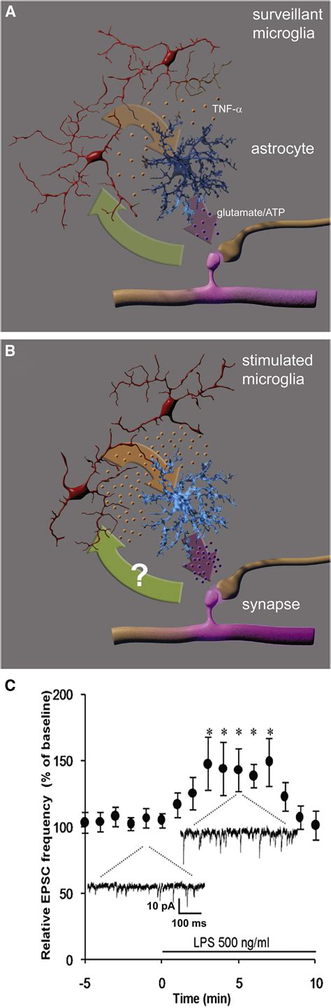Microglia New Roles For The Synaptic Stripper Neuron