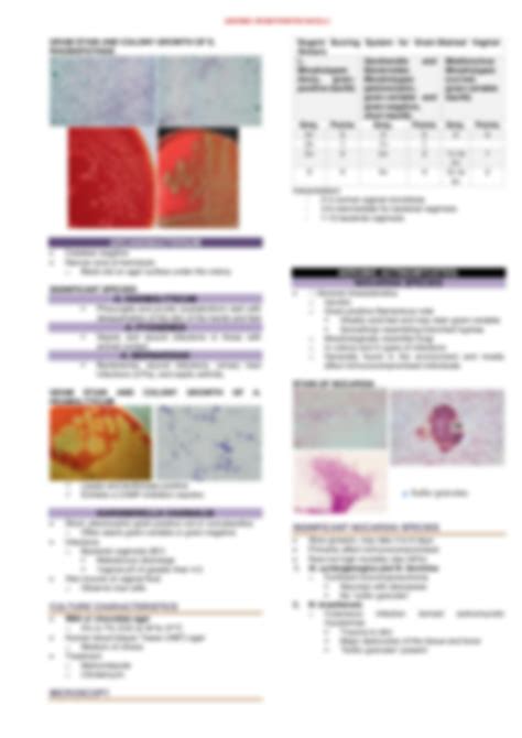 Solution Microbiology Aerobic Gram Positive Bacilli Reviewer Studypool