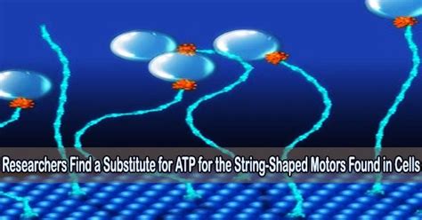 Researchers Find A Substitute For Atp For The String Shaped Motors
