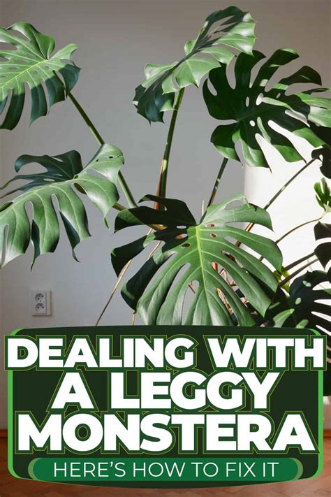 Dealing With A Leggy Monstera Heres How To Fix It