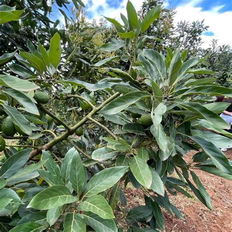 Pj Dave Fruits On Linkedin Freshfruit Healtyfood Veggie Fruit