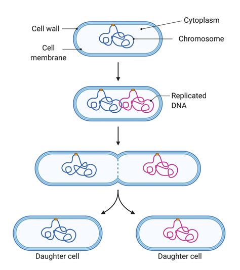 161 Cell Division And Genomic Dna College Biology I