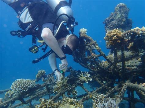 The Largest Clam Ever Found You Wont Believe Its Weight Extreme