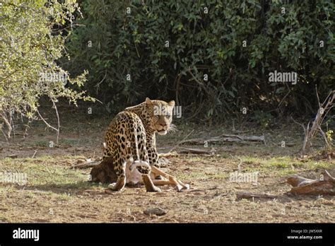 Male Leopard With Male Impala Carcass Samburu Game Reserve Kenya