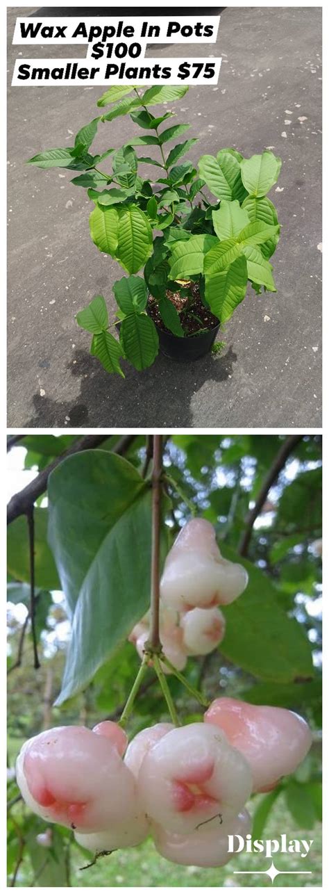 New Age Agro Solutions Added A New Age Agro Solutions