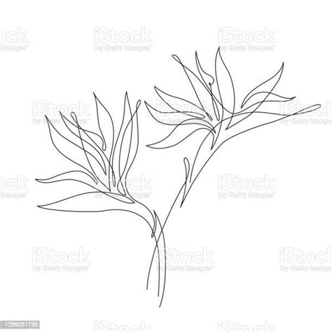 최소한의 열대 예술 파스텔 베이지 색 배경에 트로피컬 몬스터나 실루엣과 라인 아트를 남깁니다 0명에 대한 스톡 벡터 아트 및 기타 이미지 Istock