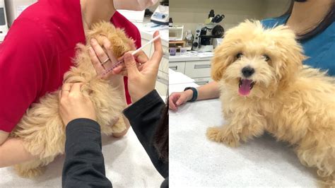 강아지 4차~6차 예방접종 Youtube