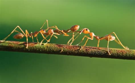 Semut Berjalan Tanpa Komando Rahasia Hati