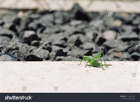 Long Sensor Hopper Images Stock Photos D Objects Vectors Shutterstock