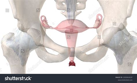 1 428 Sex Gland Images Stock Photos Vectors Shutterstock