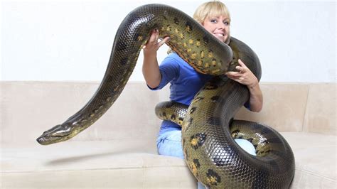 The Largest Anaconda Ever Found Weighed More Than A Gorilla Howstuffworks