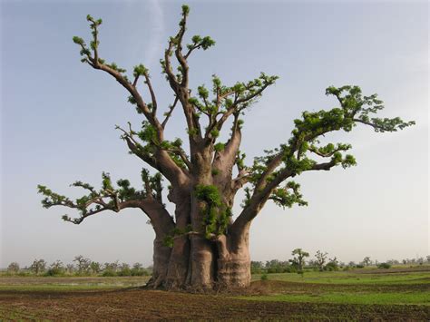 Imposant Baobab à Mayotte Photos Futura