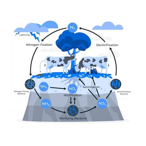 Nitrogen Cycle Concept Illustration Premium Vector Nitrogen Cycle