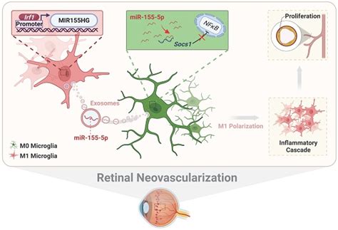 Frontiers Microglia A Double Edged Sword In Intracerebral 54 OFF