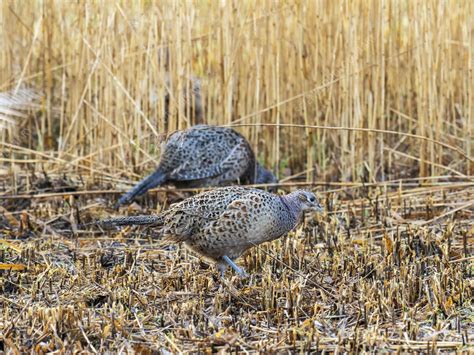 Female Pheasants Feeding Stock Image C058 1892 Science Photo Library