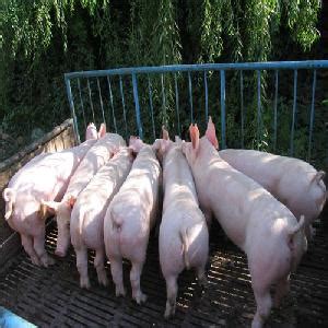 濮阳正宗二元母猪价格 山东济宁 食品商务网