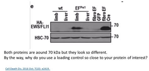 On Western Blot Loading Controls Lessons From Richard Moriggl Lab For Better Science