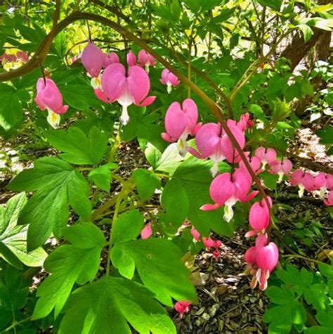 Bleeding Heart Flower Meaning And Facts Balcony Garden Web