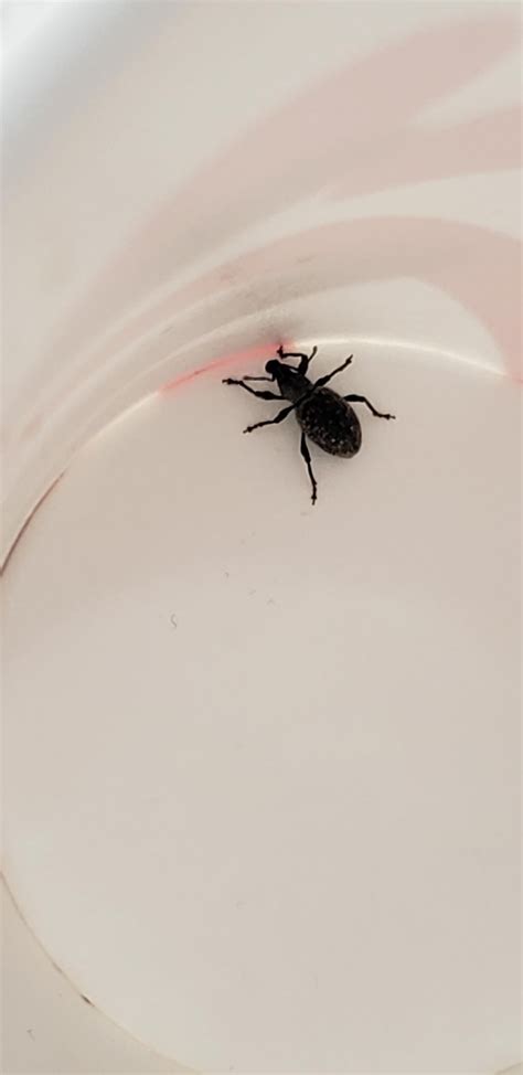 Bug Id Request Rinsects