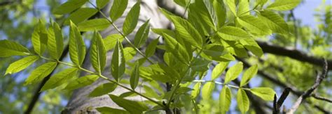 Can Ash Trees Be Saved Or Should I Cut Down My Ash Tree BetterScapes