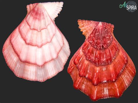 Swiftopecten Swiftii Allspira