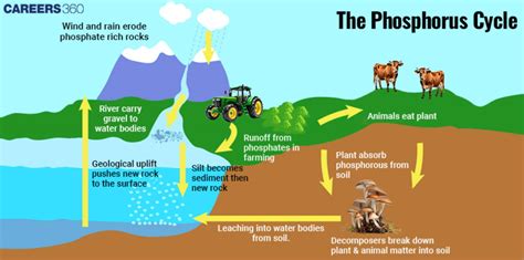 Phosphorus Cycle Definition Steps Examples Importance Topics