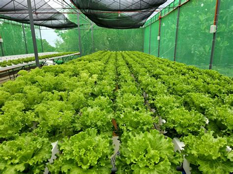 Teacher Farmer Ilocos Norte Educator Grows Lettuce While Recovering