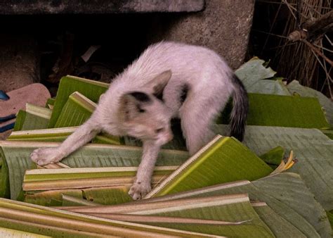 Panic Cat Cats Creation