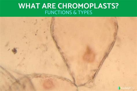 What Are Chromoplasts Function And Types