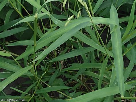 Leersia Lenticularis Catchfly Grass Minnesota Wildflowers