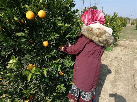 Pakistani Scientists Use Ai To Determine Citrus Fruit Sweetness