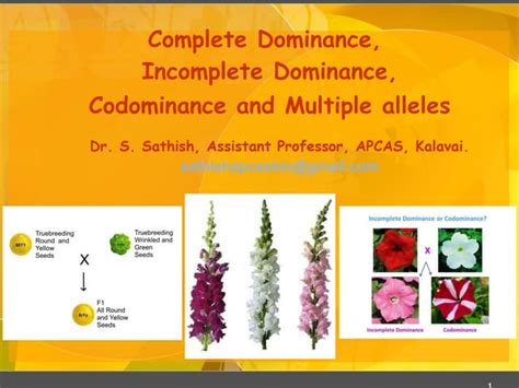 Incomplete Dominance And Codominance Pptx
