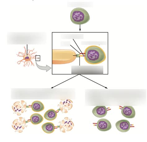 Diagram Of Tc Cell Function Quizlet