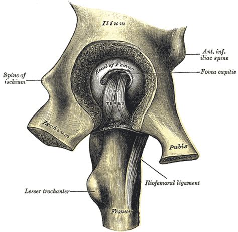 Posterior Hip Dislocation Md Searchlight
