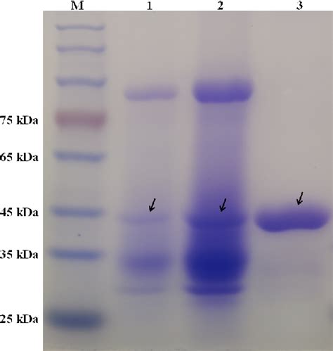 Figure 2 From Biochemical Properties Of A Cold Active Chitinase From