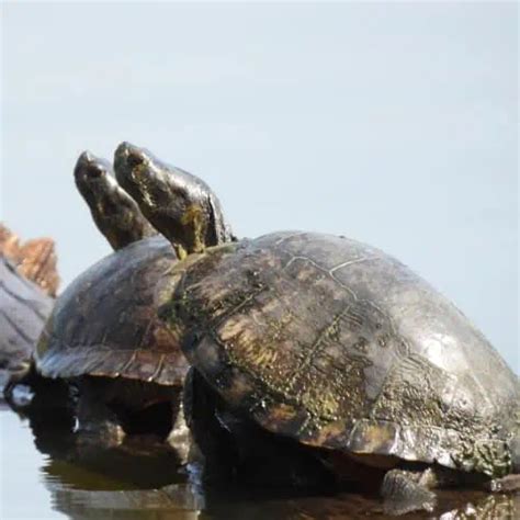 List Of Turtle Species In Oklahoma 2023 Id Pics Pond Informer