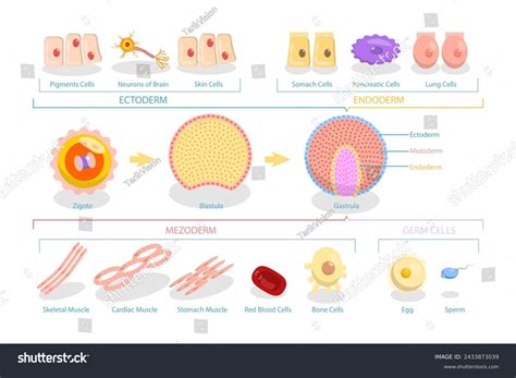 3d Isometric Flat Conceptual Illustration Endoderm Stock Illustration 3d Isometric Flat Conceptual Illustration Endoderm Stock Illustration