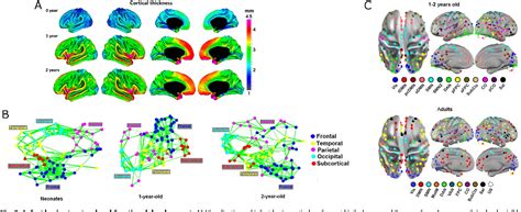 Figure 1 From Development Of Large Scale Functional Networks From Birth