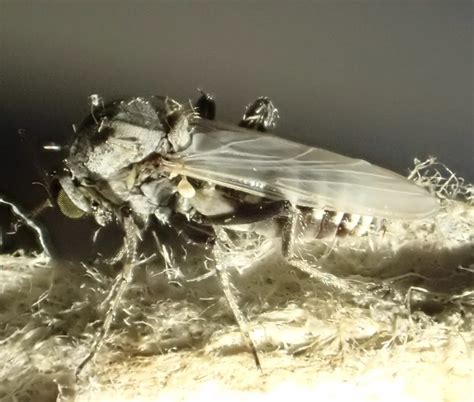 No See Ums Identification And Prevention Better Termite