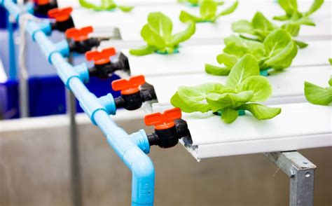 Different Types Of Hydroponics Systems And How They Work Wikifarmer
