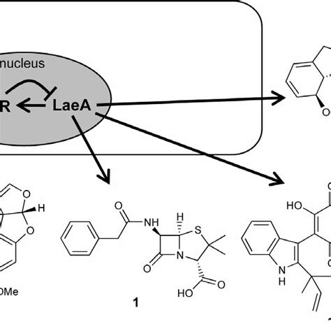 Increasing Secondary Metabolite Production Via Overexpression Of The Download Scientific