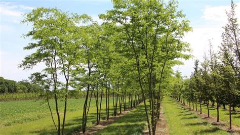 Gleditsia Alchetron The Free Social Encyclopedia